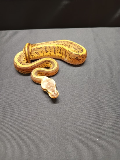 Leopard Pastel Pinstripe Wookie Ball Python by Scaley Pals