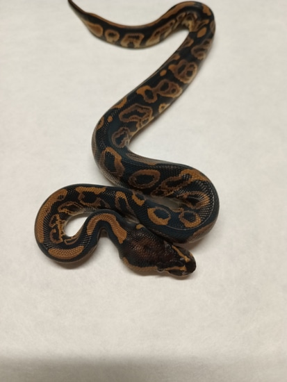 Leopard Wookie Ball Python by Scaley Pals