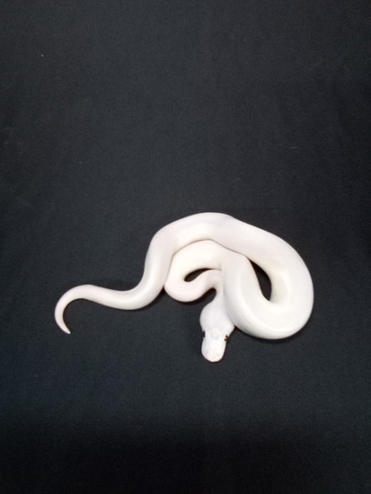 White Wedding Ball Python by Scaley Pals