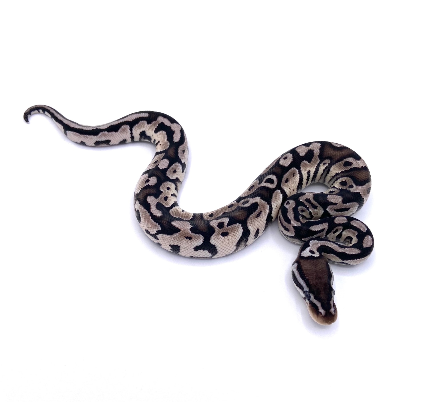 Pastel VPI Axanthic 66% Het Pied Ball Python by Archie’s Balls ...