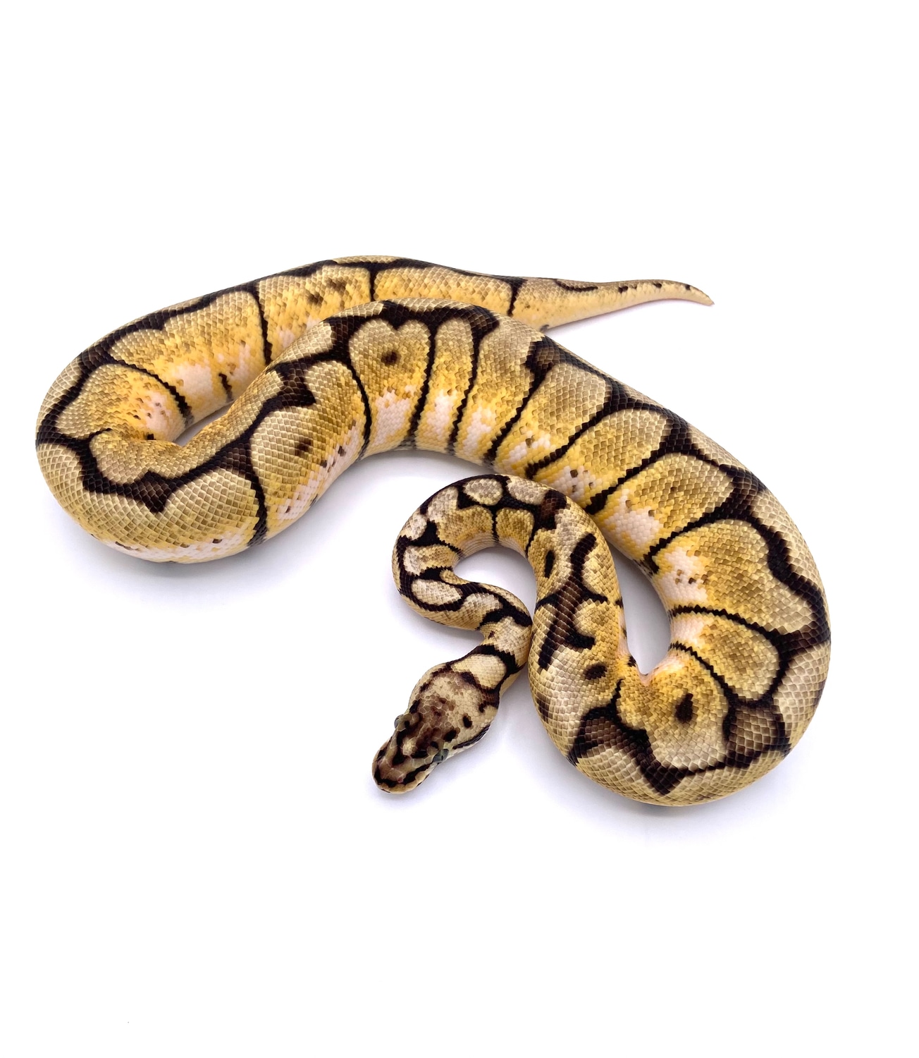 Bumblebee 66% Het VPI Axanthic Ball Python by Archie’s Balls - MorphMarket