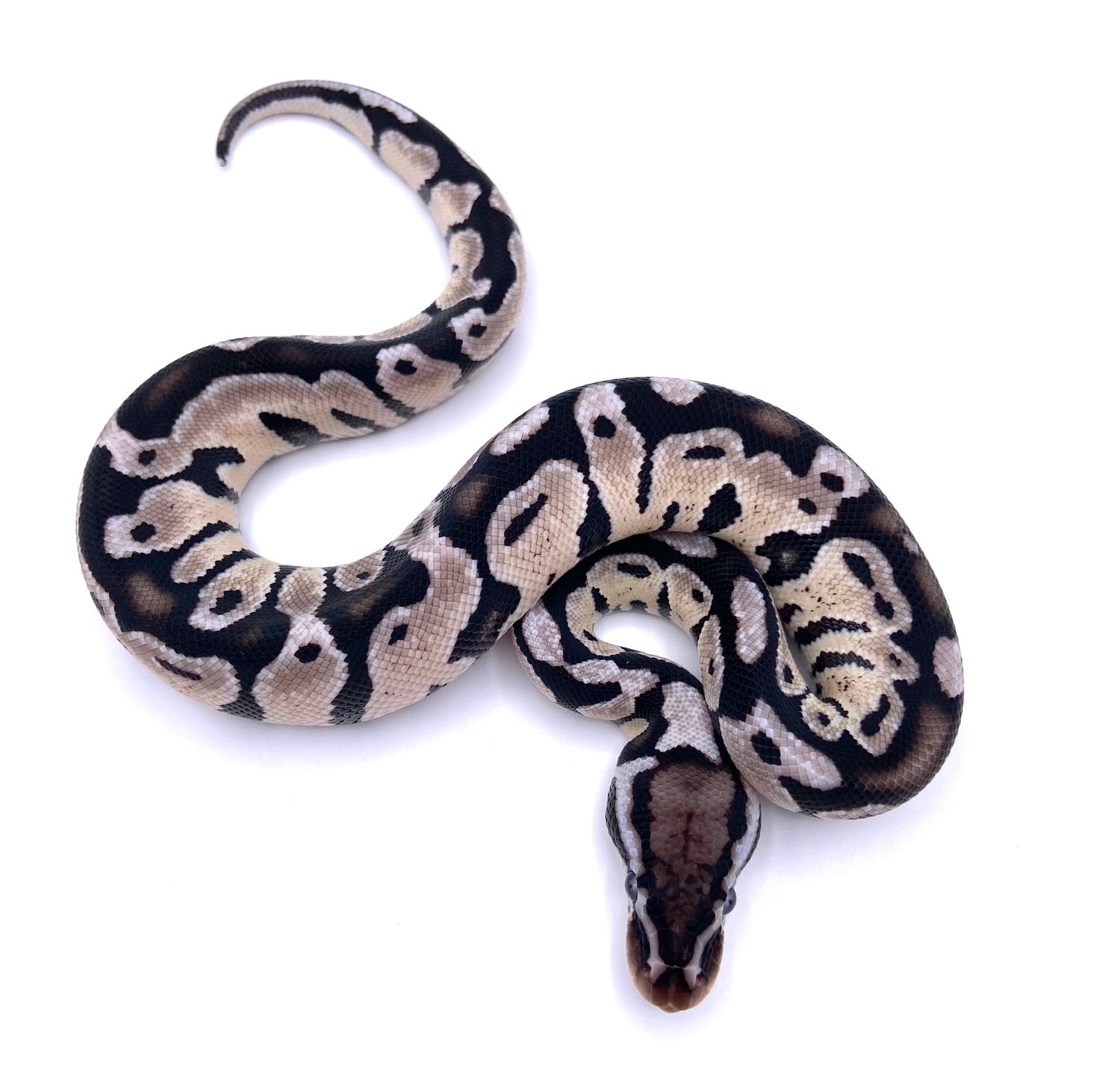 Pastel VPI Axanthic 66% Het Clown Ball Python by Archie’s Balls ...