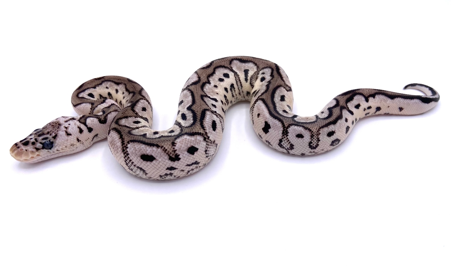 Pastel VPI Axanthic Clown Ball Python by Archie’s Balls - MorphMarket