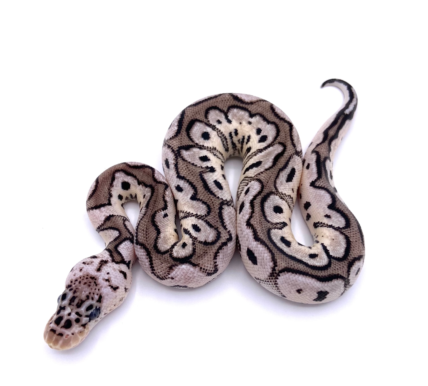 Pastel VPI Axanthic Clown Ball Python by Archie’s Balls - MorphMarket