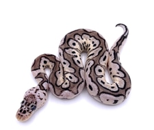 Pastel VPI Axanthic Clown Ball Python by Archie’s Balls - MorphMarket