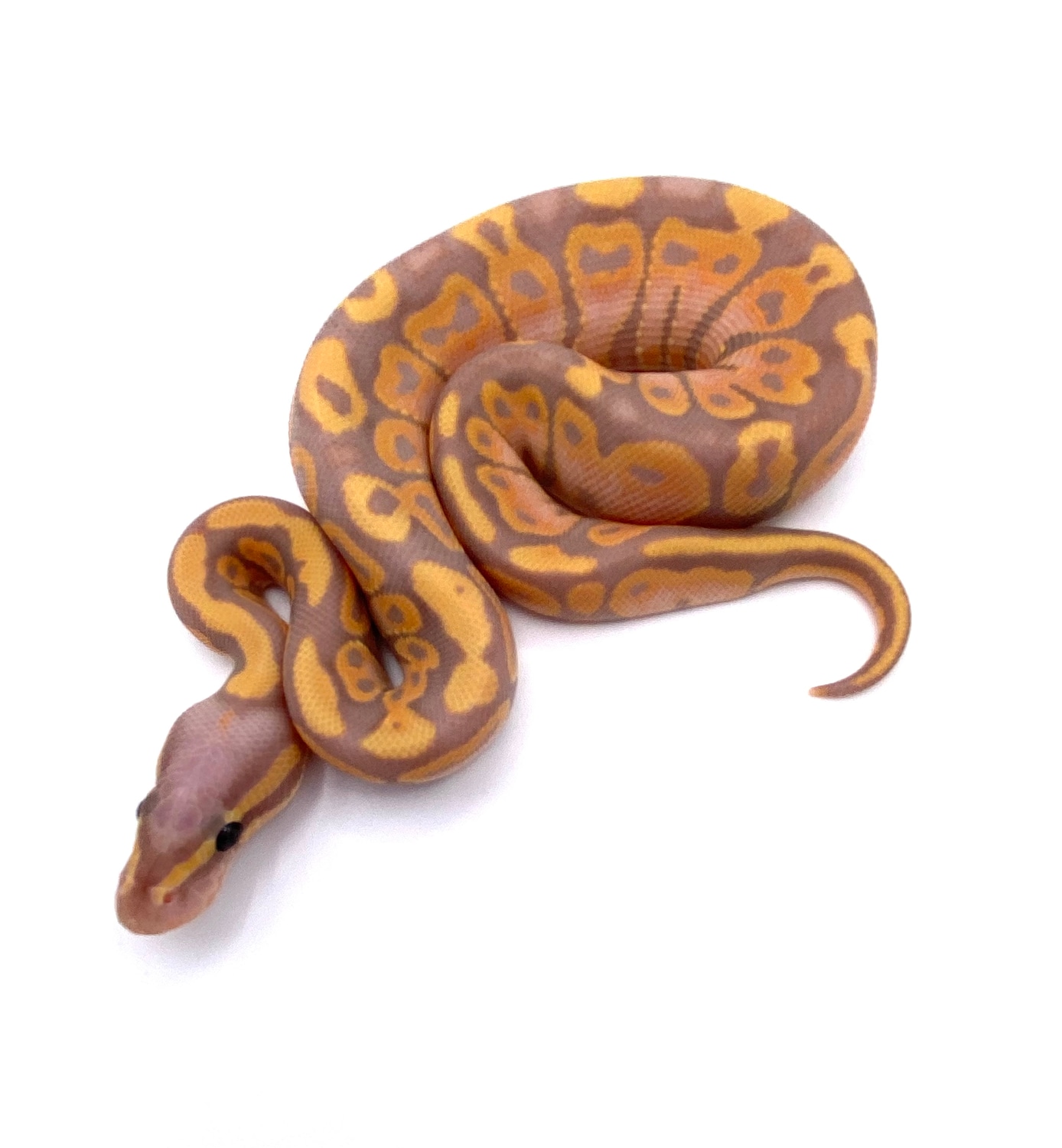 Pastel Coral Glow 50% Het VPI Axanthic Ball Python by Archie’s Balls ...