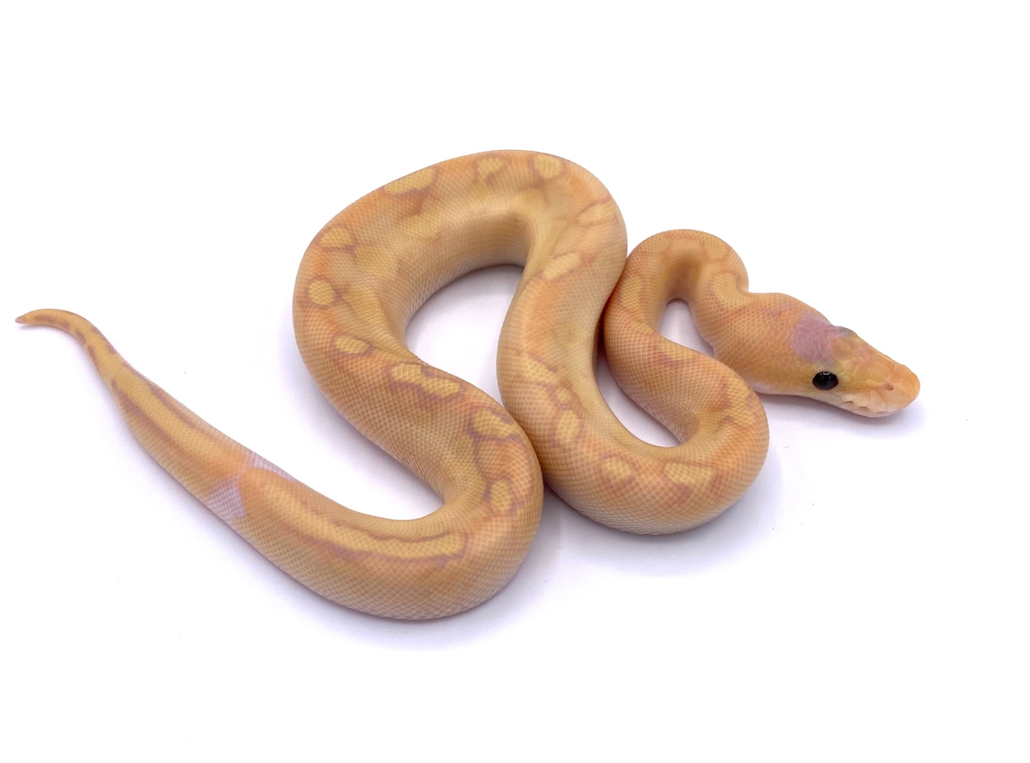 Coral Glow Enchi Champagne 50% Het VPI Axanthic W/Ringer Ball Python by ...