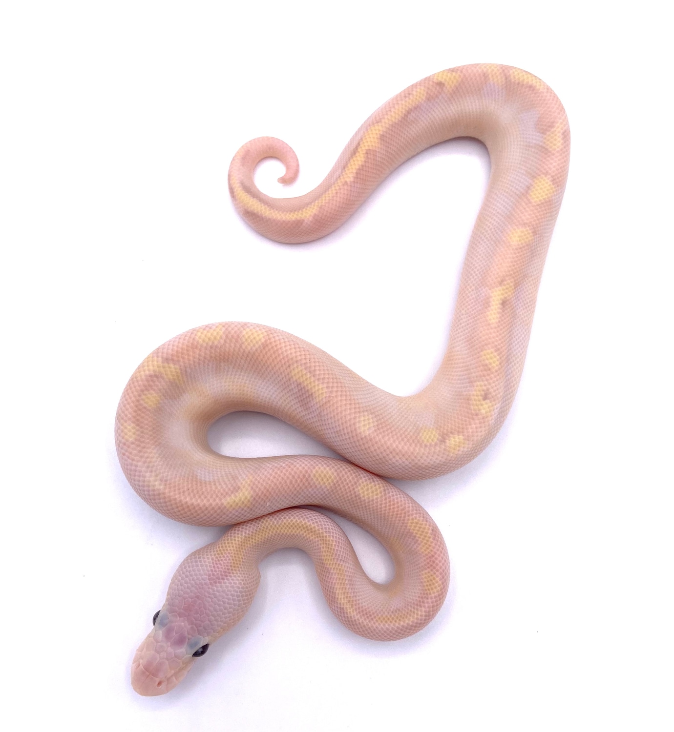Pastel Coral Glow Enchi Champagne 50% Het VPI Axanthic Ball Python by ...