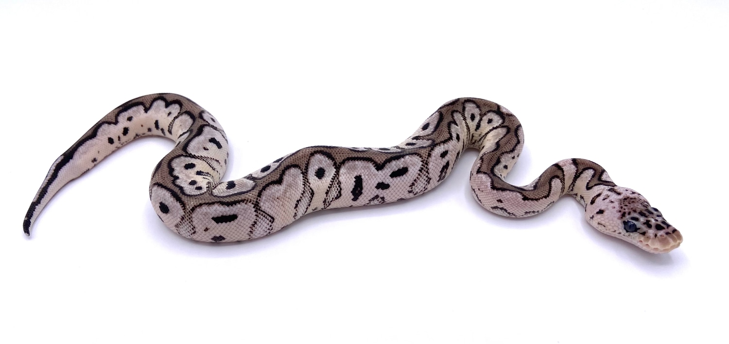 Pastel VPI Axanthic Clown Ball Python by Archie’s Balls - MorphMarket
