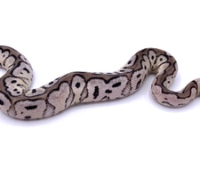 Pastel VPI Axanthic Clown Ball Python by Archie’s Balls - MorphMarket