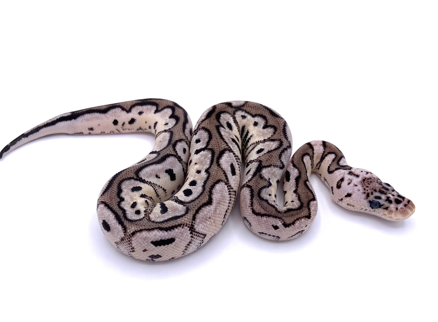 Pastel VPI Axanthic Clown Ball Python by Archie’s Balls - MorphMarket