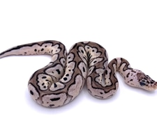Pastel VPI Axanthic Clown Ball Python by Archie’s Balls - MorphMarket