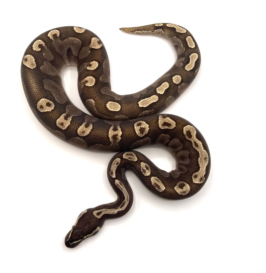 Lesser GHI 100% Het VPI Axanthic **PROVEN BREEDER** Ball Python by ...