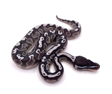 Lesser GHI VPI Axanthic Ball Python by Archie’s Balls - MorphMarket