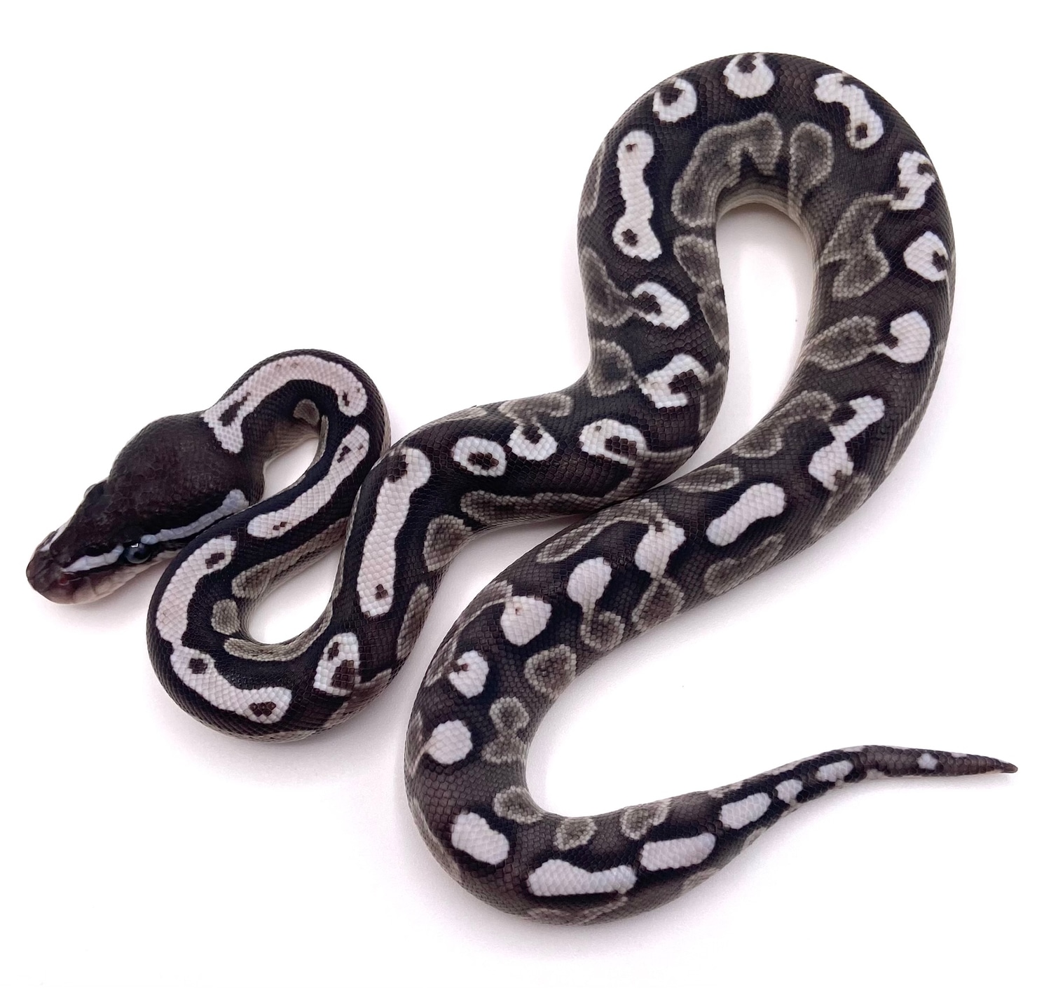 Lesser GHI VPI Axanthic Ball Python by Archie’s Balls - MorphMarket
