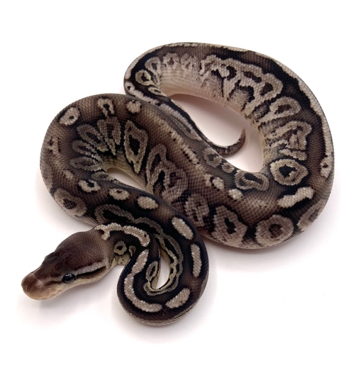 Pastel Cinnamon 100% Het VPI Axanthic 66% Het Pied Poss Sandblast Ball ...