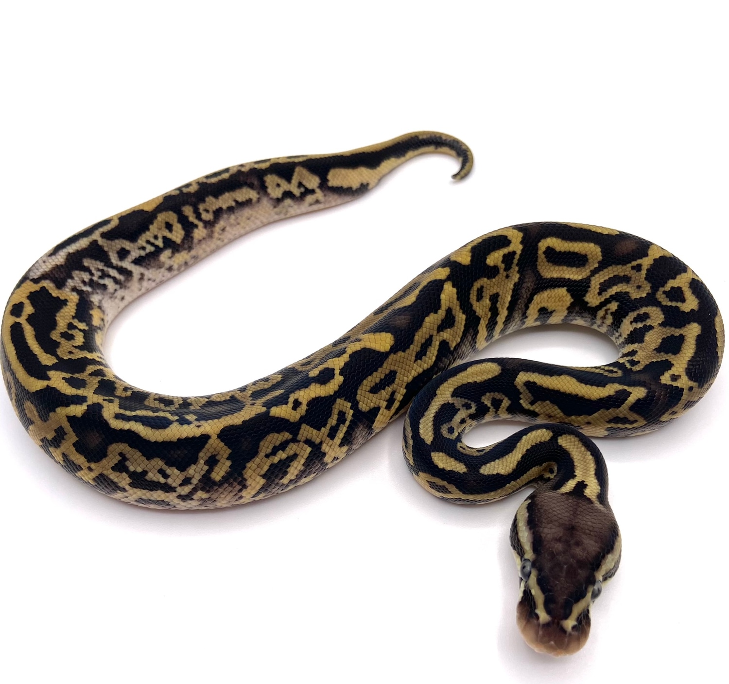 Pastel Leopard 100% Het VPI Axanthic 66% Het Pied Poss Sandblast Poss ...