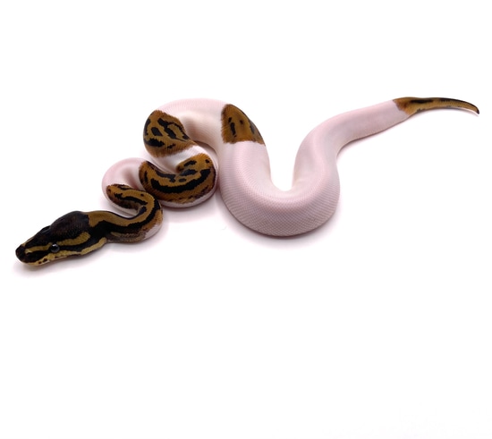 Pastel Leopard Pied 100% Het VPI Axanthic Poss Sandblast Poss Super ...