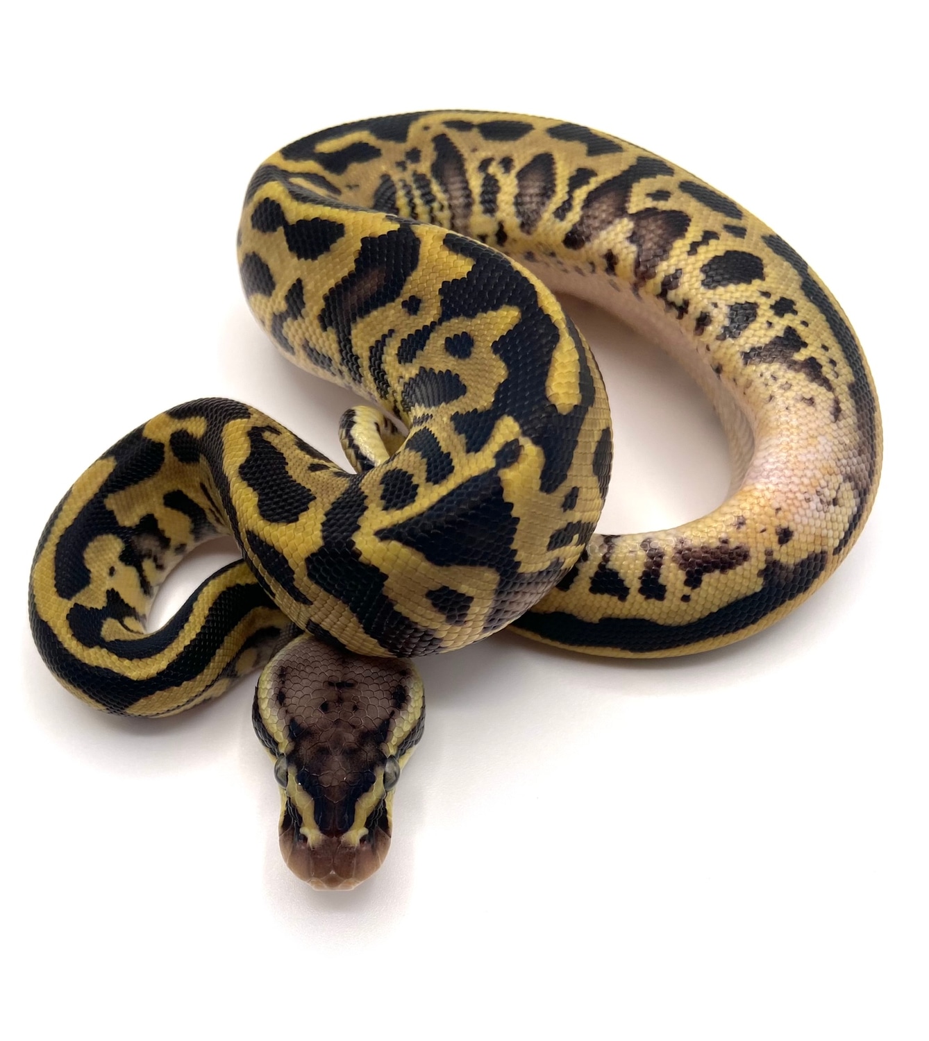 Pastel Leopard 100% Het VPI Axanthic 66% Het Pied Poss Sandblast Poss ...