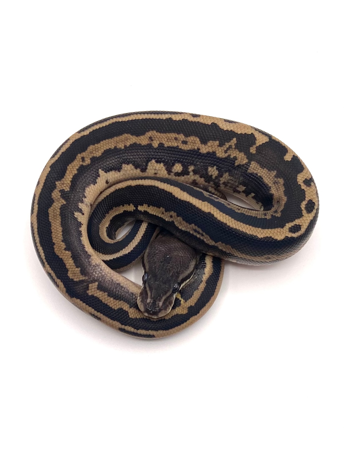 Cinnamon Leopard 100% Het VPI Axanthic 66% Het Pied Poss Sandblast Poss ...