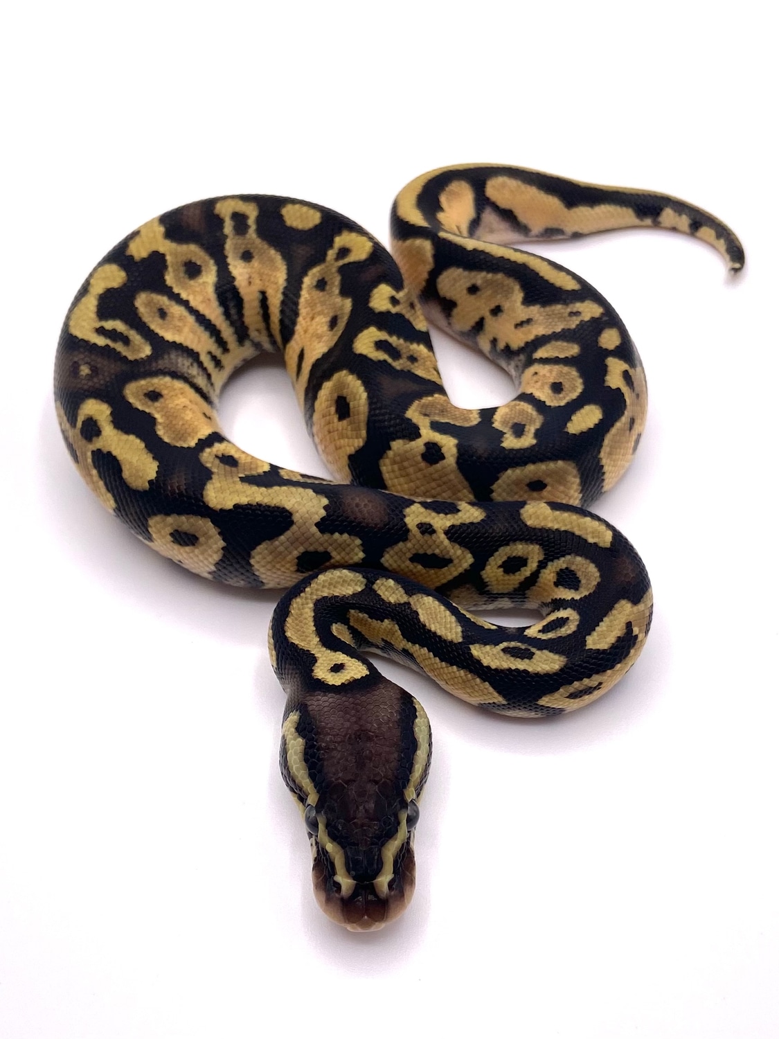 Pastel 100% Het VPI Axanthic 66% Het Pied Poss Sandblast Ball Python by ...