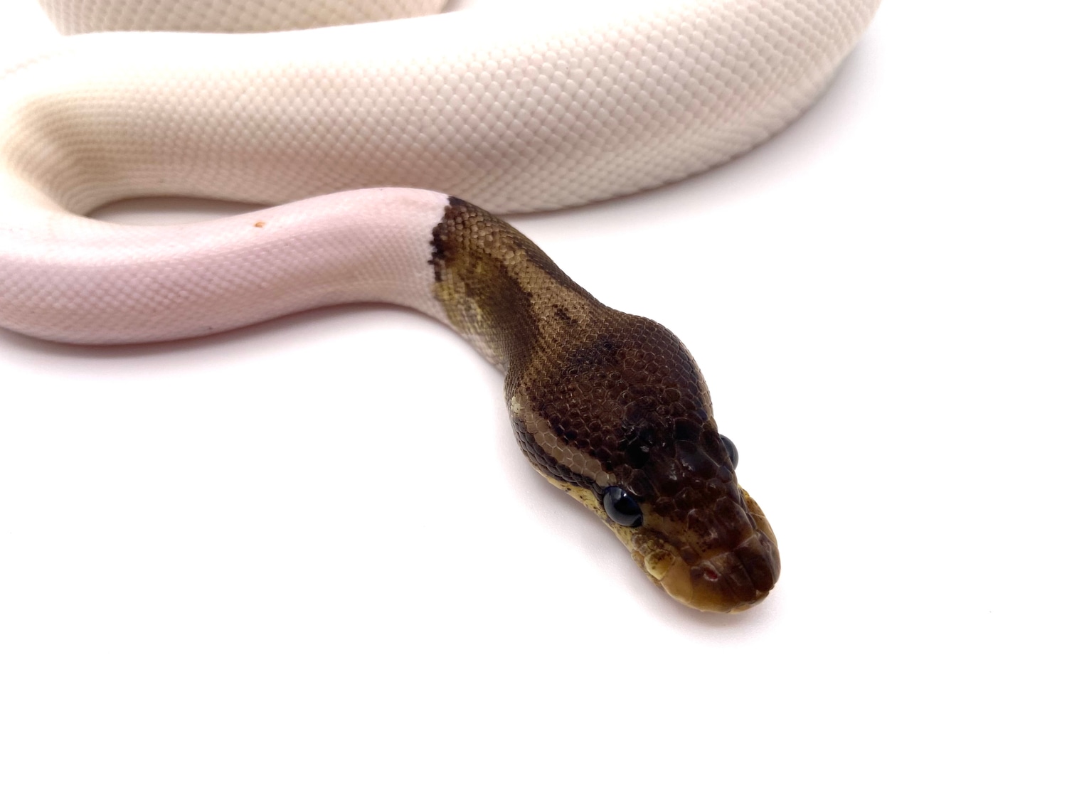 Pastel Cinnamon Pied 100% Het VPI Axanthic Poss Sandblast Poss Leopard ...