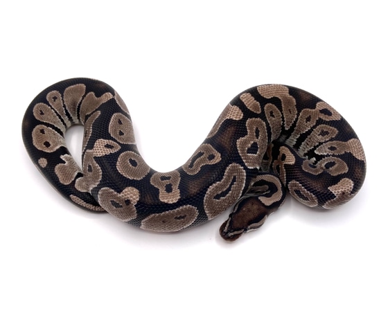 Vpi Axanthic 50% Het Desert Ghost Ball Python by Archie’s Balls