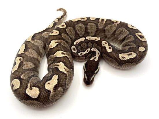 Lesser GHI 100% Het VPI Axanthic Ball Python by Archie’s Balls
