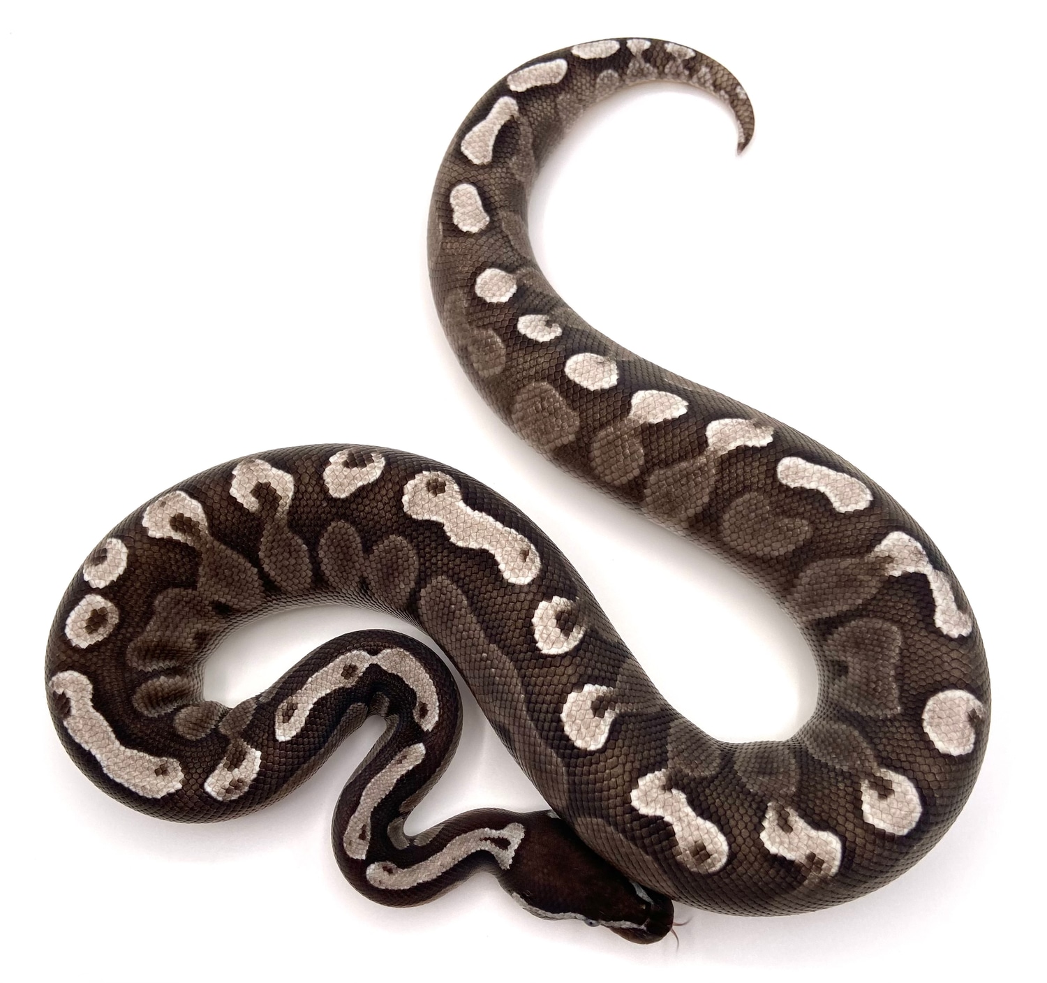 TAKE 25% OFF Lesser GHI VPI Axanthic Ball Python by Archie’s Balls ...