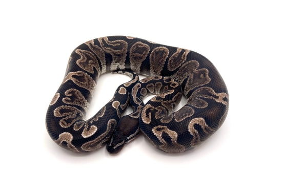 GHI VPI Axanthic Ball Python by Archie’s Balls