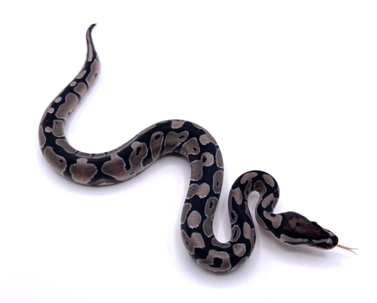 Blade VPI Axanthic 66% Het Clown Ball Python by Archie’s Balls