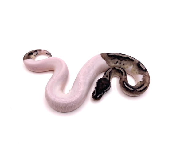 Leopard (Poss Super Leopard) VPI Axanthic Pied Ball Python by Archie’s ...