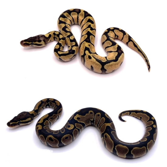 2023 **Pair** 1.0 Blade Het VPI Axanthic 66% Het Clown And 0.1 Pastel ...