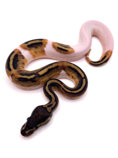 Blackhead Pied Het VPI Axanthic Ball Python by Archie’s Balls