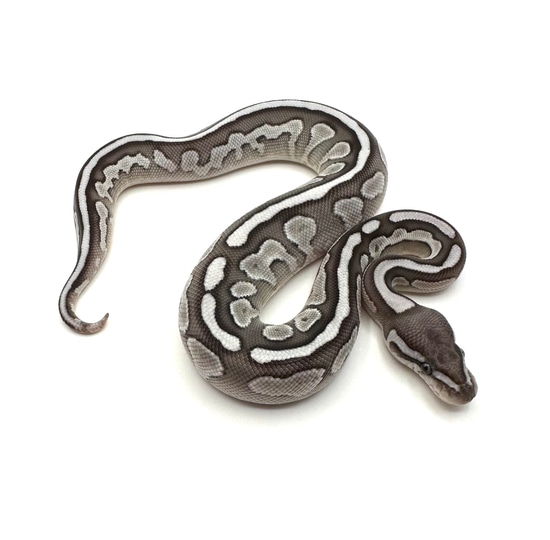 Lesser VPI Axanthic 66% Het Pied Ball Python by Archie’s Balls