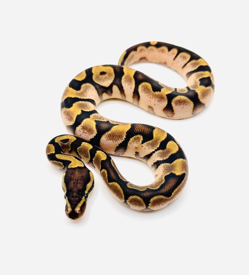 Enchi Calico 100% Het VPI Axanthic Ball Python by Archie’s Balls