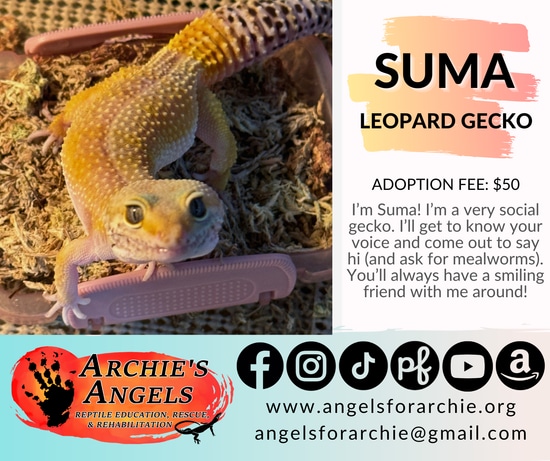 *RESCUE* Suma The Leopard Gecko-NO SHIPPING by Archie's Angels's ...