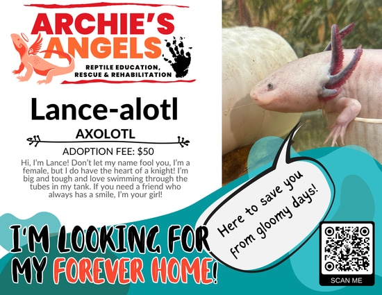 *RESCUE* Lance-Alotl The Female Axolotl - NO SHIPPING by Archie's ...