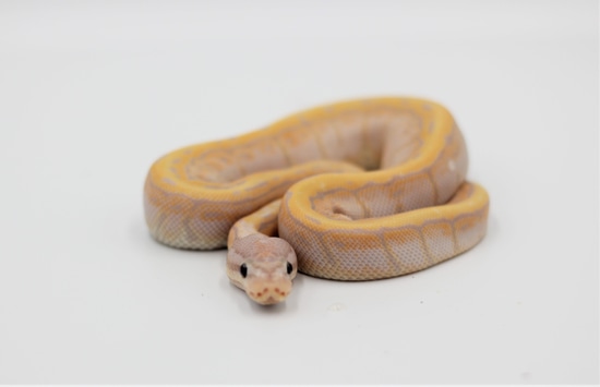 Fire Enchi Lesser Pinstripe Banana Ball Python by Archon Reptiles