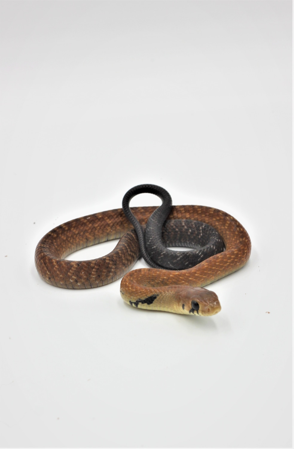 Black Tailed Cribo Indigo Snake by Archon Reptiles - MorphMarket