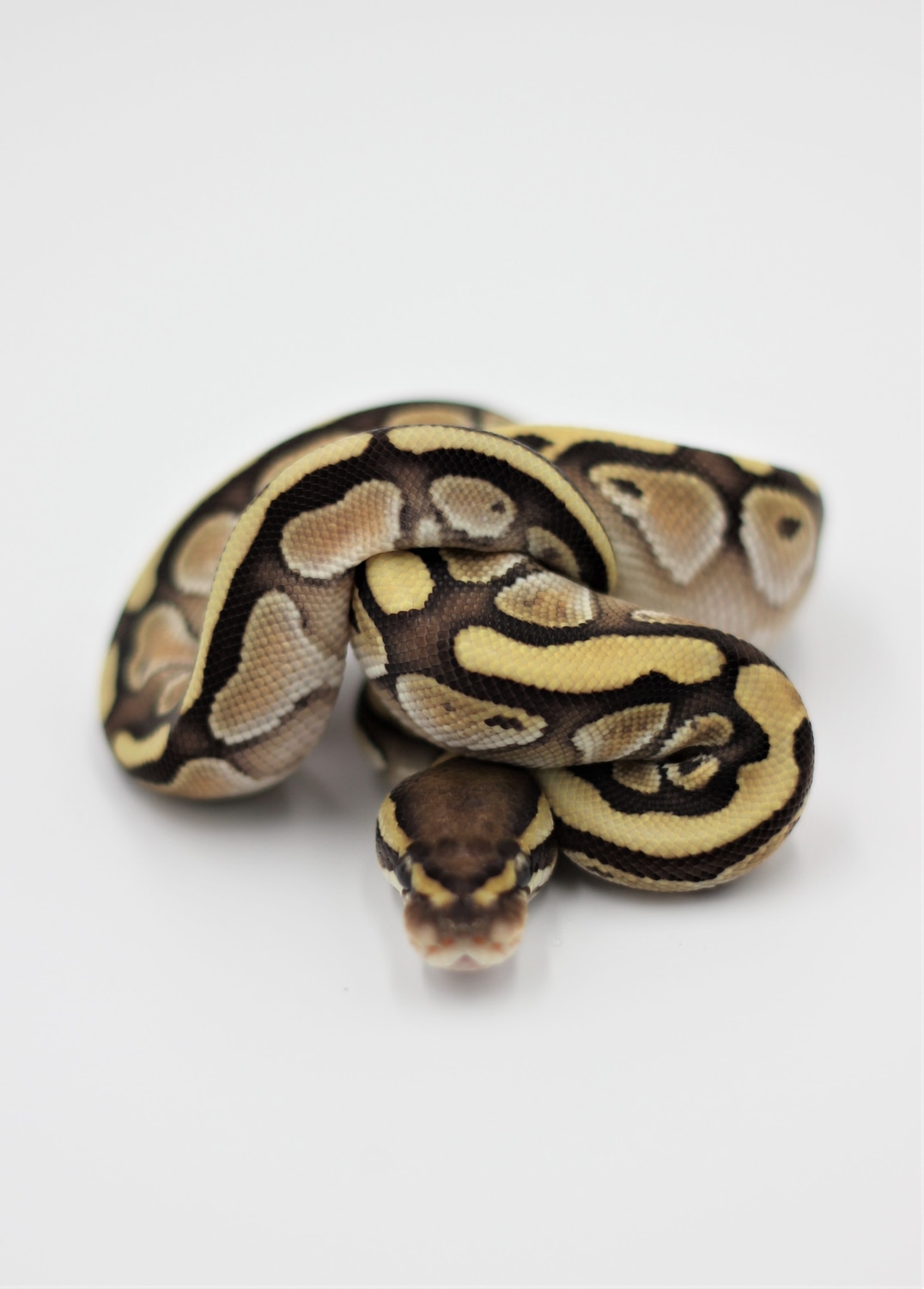 Butter Ball Python by Archon Reptiles - MorphMarket