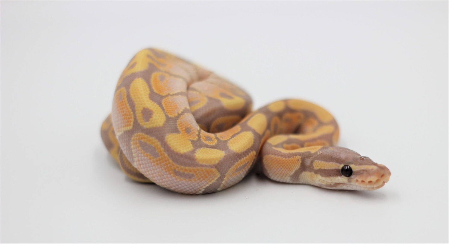 Banana Ball Python by Archon Reptiles - MorphMarket