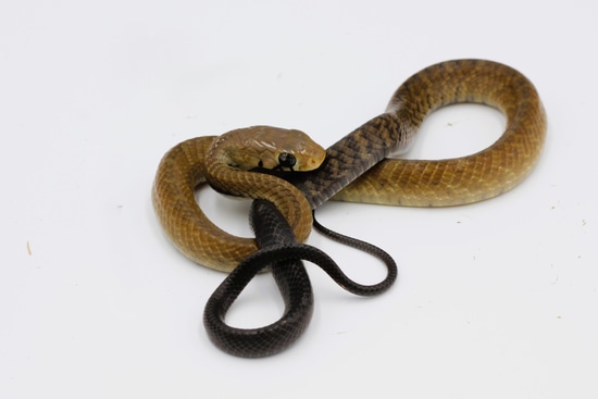 Black Tailed Cribo Cribo & Indigo Snakes by Archon Reptiles