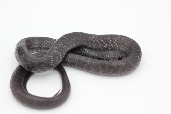 Mexican Indigo Black Phase (D.Rubidus) Cribo & Indigo Snakes by Archon ...