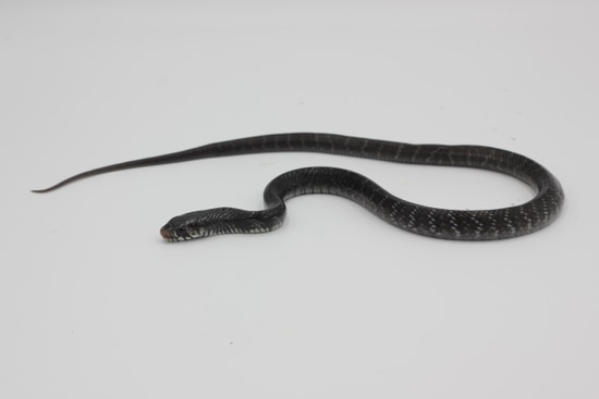 Mexican Red Tailed Indigo (D Rubidus) Cribo & Indigo Snakes by Archon ...