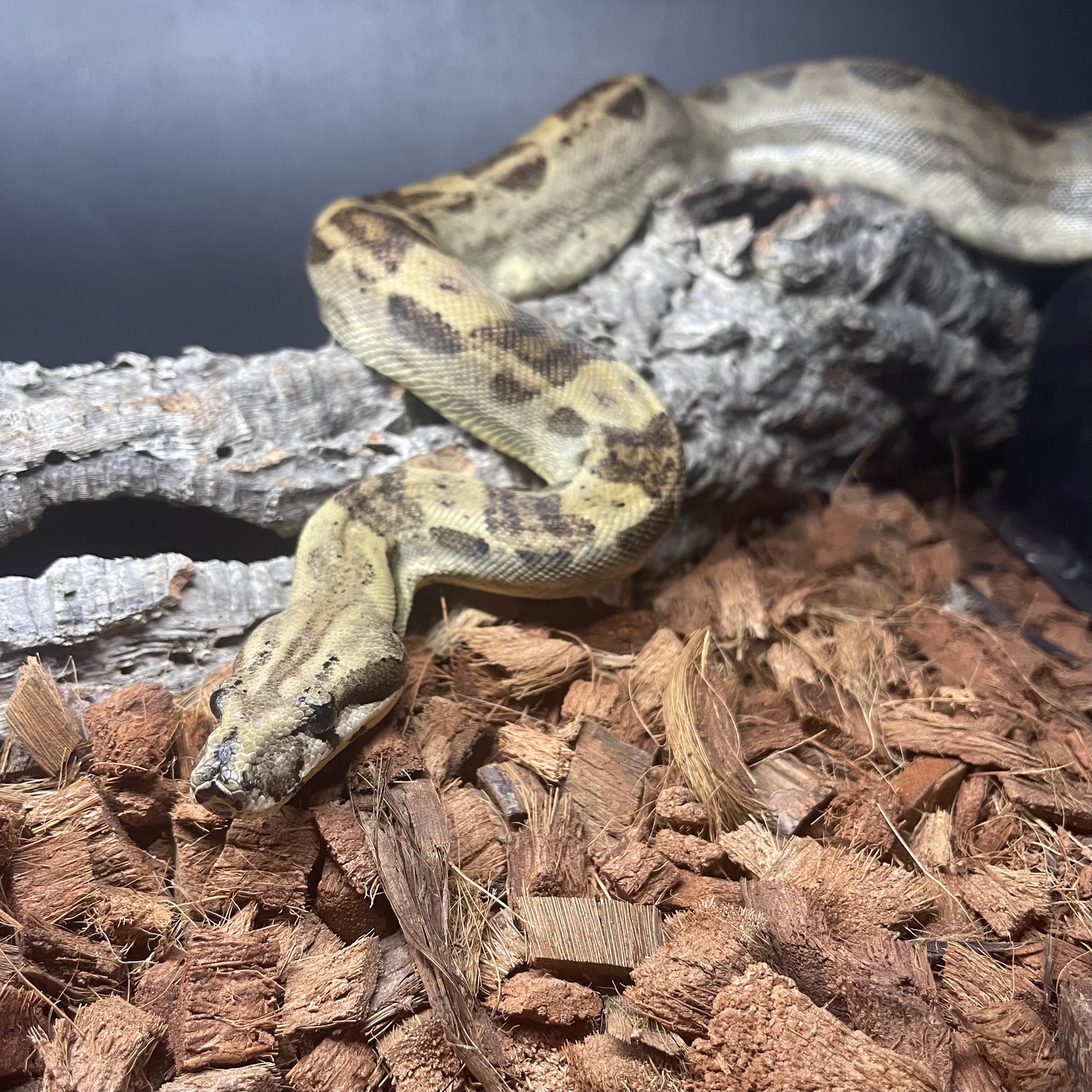 2016 Hypo Colombian Motley Male - Proven Breeder Boa Constrictor by ...