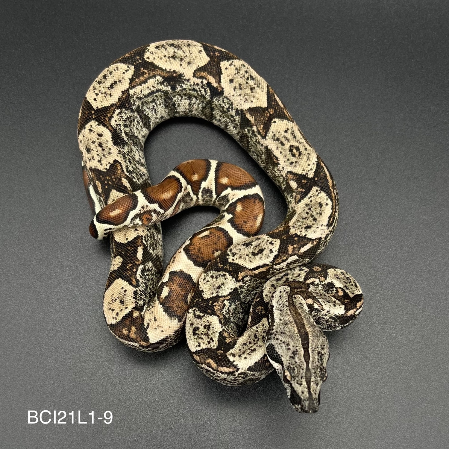 Gorgeous 2021 IMG 50% Het Kahl Albino Female Boa Constrictor by Arch ...