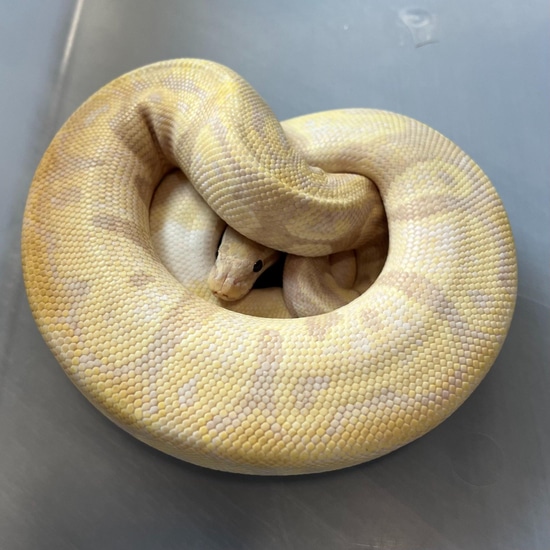 Super Banana Het Piebald Ball Python by Arch Reptiles
