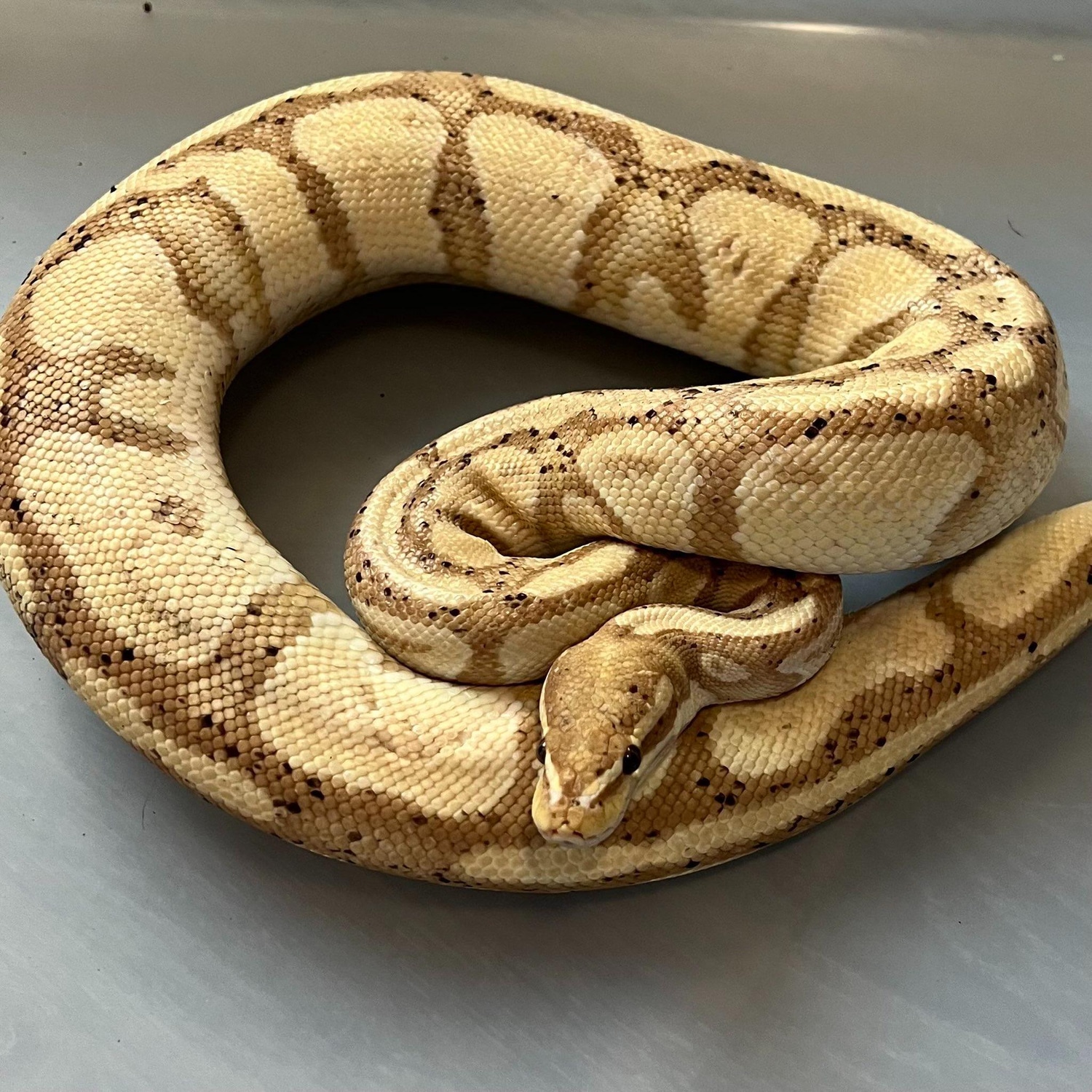 Banana Orange Dream Het Piebald Ball Python by Arch Reptiles - MorphMarket