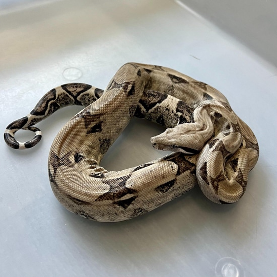 Gorgeous Female Anery Boa Constrictor by Arch Reptiles